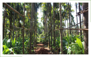 Our Farm